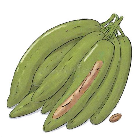 Beans Watercolor Illustration Sketch Drawing Style Clipart Stock