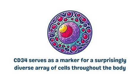 Everything You Need To Know About Cd34 Trailhead Biosystems