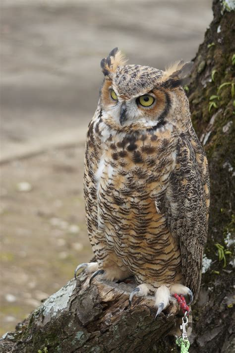 오이갤의 부엉이 짤이다 오픈이슈갤러리 인벤