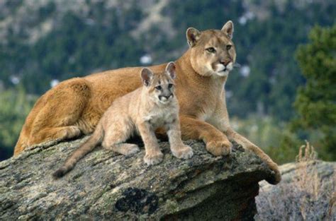 Cute Mountain Lion Cubs