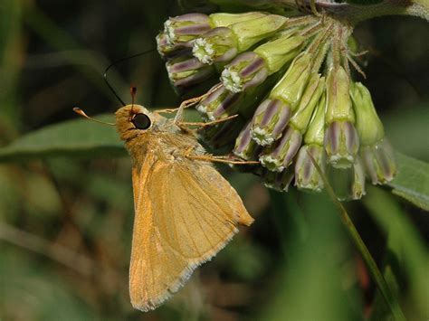 Ottoe Skipper —