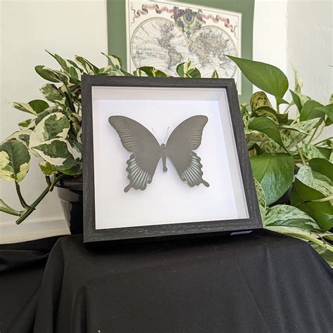 Ascalaphus Swallowtail ~ Papilio Ascalaphus Entiques