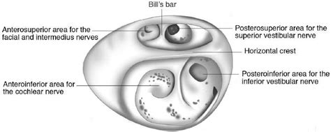 Temporal Bone Anatomy— High Yield Revision Best Diagrams