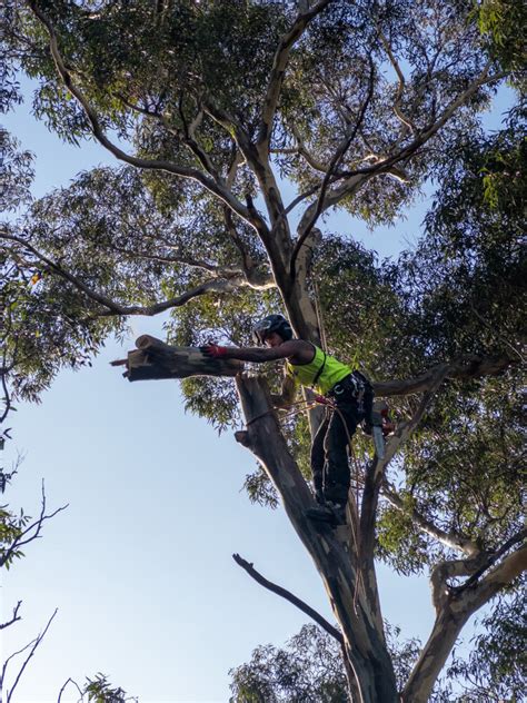 Expert Tree Removal And Trimming Services In Melbourne