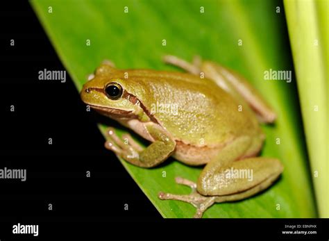 Yellow Lemon Tree Frog Yellow Lemon Tree Frog Hyla Savignyi Sitting