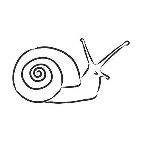 Snail Vector Sketch 17050684 Vector Art At Vecteezy