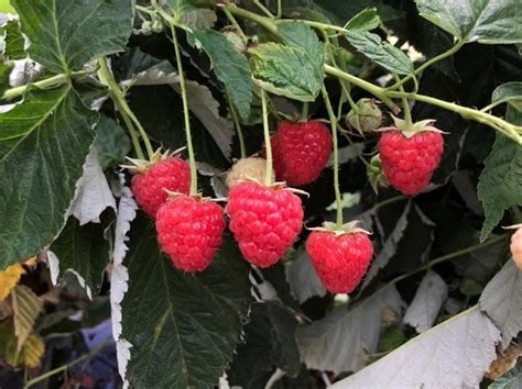 New Raspberry Variety From Mexico Coming Next Month