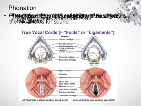 Speech Processes Phonation And Articulation