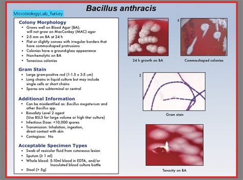Bacillus Anthracis Anthrax Microbiology Laboratory Turkey