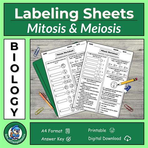 Mitosis And Meiosis Labeling Sheets Biology Cell Processes A4 Format