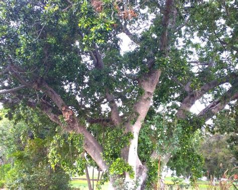 Babul Tree Gum Images Free Download On Freepik