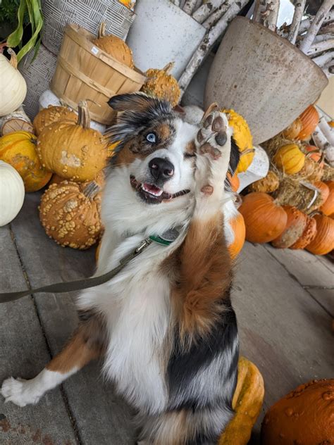 Some Fall Photos With My Mini Sora Rwigglebutts