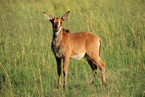 Sable Animal Kingdom