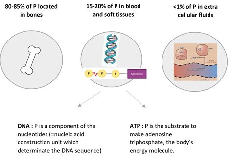 The Power Of The Water Soluble Phosphorus For The Rumen Activity Phosphea