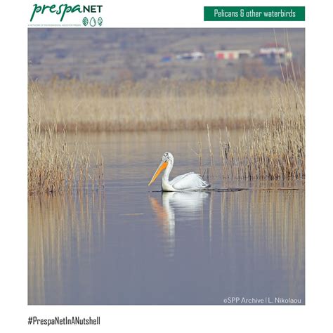 Shpendet Ujore Ne Prespe Ppnea