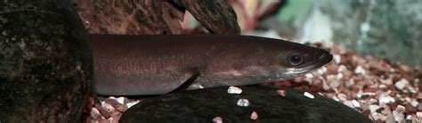 Eels Dont Have Sex Until The Last Year Of Their Life R Damninteresting