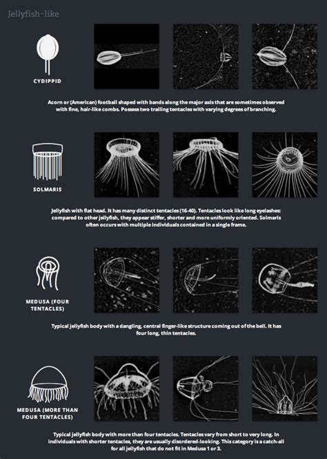 Help Classify Plankton In Waters Off Southern California Earth Earthsky