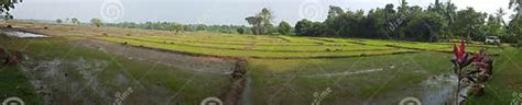 Sri Lankan Paddy Feild Stock Image Image Of Meter Srilankan 121870829