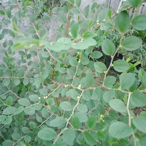 Jual Seedcenter 10 Daun Widoro Segar Herbal Shopee Indonesia