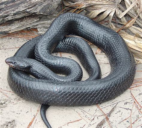 Eastern Indigo Snake Wikipedia