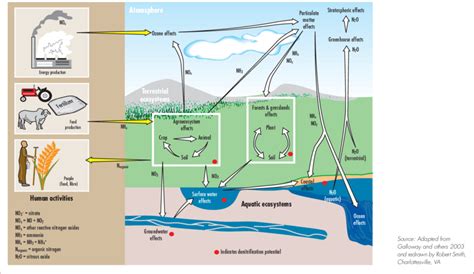 3 The Nitrogen Cascade And Associated Environmental Impacts Download