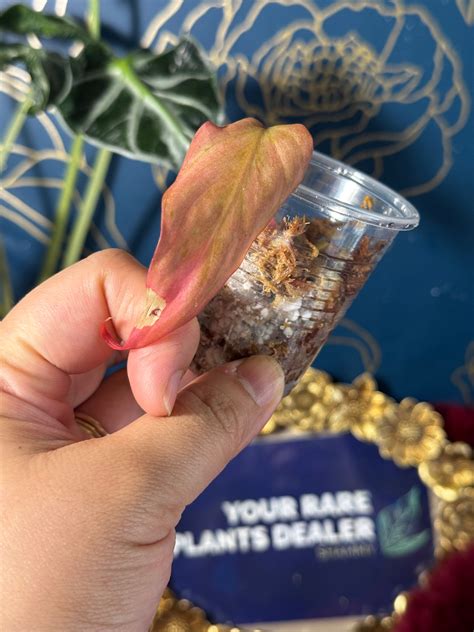 Philodendron Micans Mint Your Rare Plants Dealer