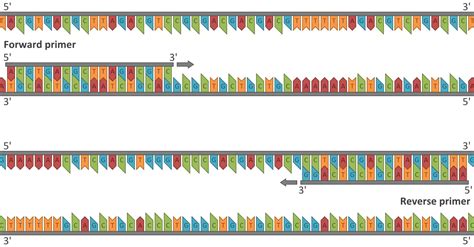 calculated images need to teach pcr