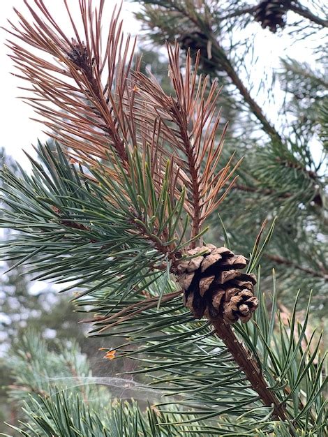Thunberg Pine Images Free Download On Freepik