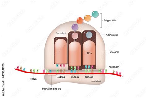 Ribosome Process Of Translation Rna Directed Synthesis Of Polypeptide