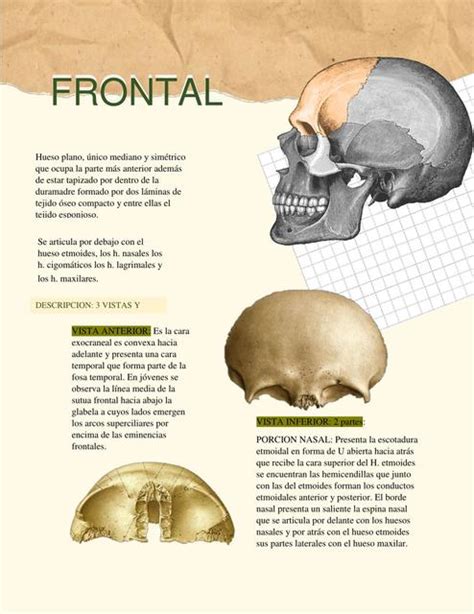 Anatomia Udocz