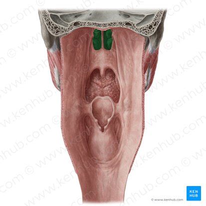 Choana Anatomy And Structure Kenhub