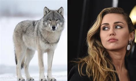 White Wolf The Us Popstar Miley Cyrus Says Shell Use Her Fame To Fight For Wolves Bears