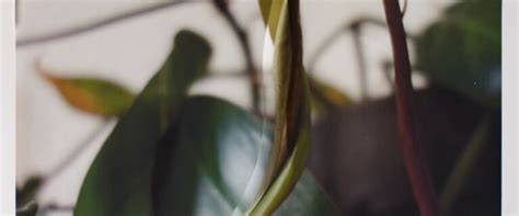 Sinta Werner Artworks For Sale And More Artsy