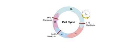 Cell Cycle Assay With Flow Cytometry Detailed Protocol