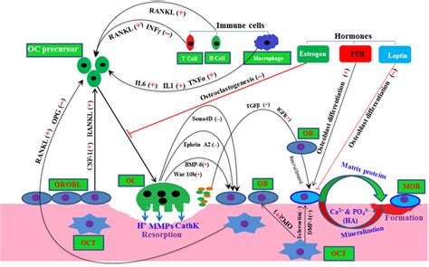 A Molecular View Of Bone Remodeling With A Complex Interaction Among Download Scientific