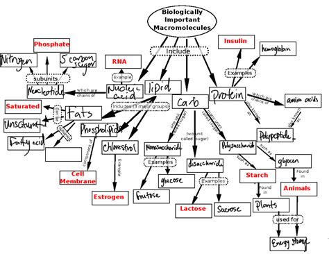 Biological Macromolecules Concept Map Answers At Minh Boser Blog