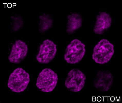 Confocal Optical Sectioning Of The Nucleus Of A Living Saos 2 Cell