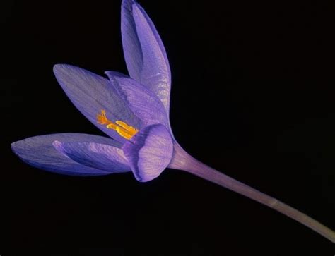 Saffron Cultivation Process Essential Tips For Growing Saffron