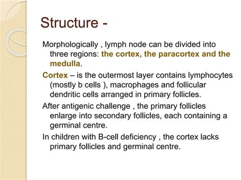 Presentation On Lymph Node Ppt