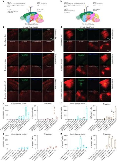 Roberto Gradini On Linkedin Long Term Labeling And Imaging Of Synaptically Connected Neuronal