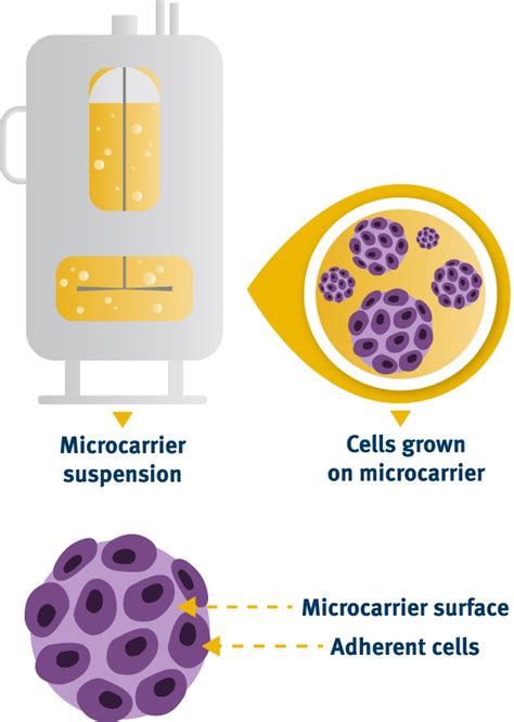 Sanneke Kottier At Chemometec Cell Counting Specialists On Linkedin