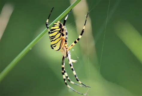 46 Arizona Spiders Spiders In Arizona With Pictures Identification