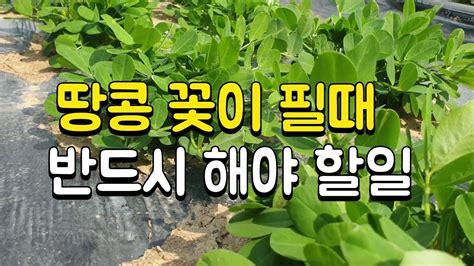 땅콩재배 🥜땅콩꽃이 피기 시작하면 반드시 해야할 3~4가지 작업 ️ 비닐찢어주기 숨은잡초제거 ️ 북주기 ️ 웃비료주기 살충제주기