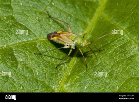 Potato Capsid Bug Closterotomus Norvegicus Adult Resting On Leaf