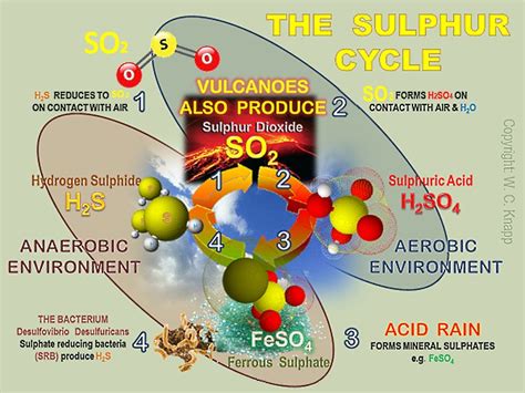 William Knapp On Linkedin The Sulphur Cycle Sustains All Forms Of Life