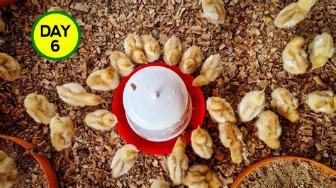 Vaccinating My Chicks For The First Time Youtube