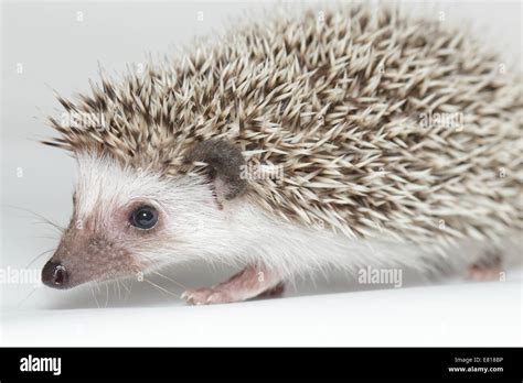 Atelerix Albiventris African Pygmy Hedgehog In Front Of White
