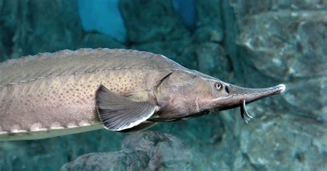 Jeseter Malý 11 Tipů Pro Chov Charakteristika Hobbio Cz