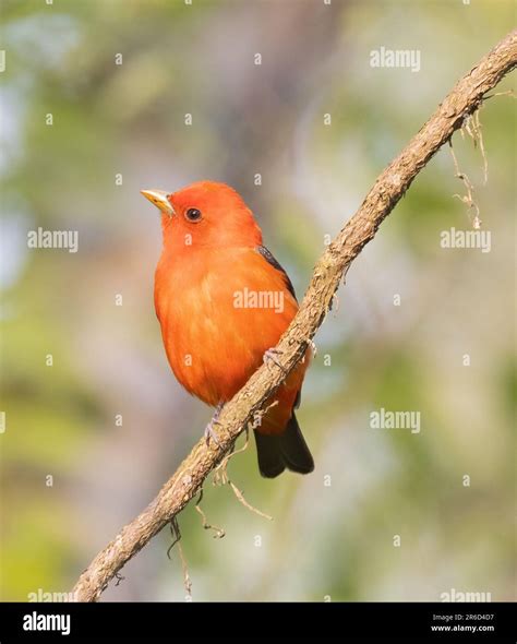 A Closeup Of A Scarlet Tanager In A Deciduous Forest In Pelee National