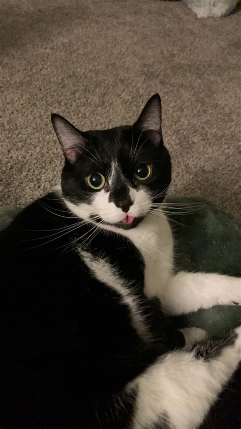 A Cute Blep R Blep